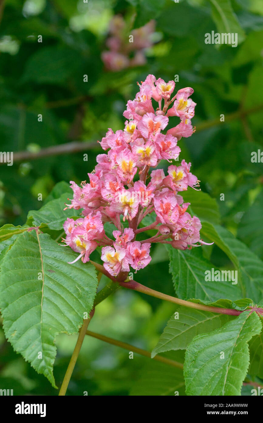Rosskastanie (Aesculus × carnea 'Briotii' Stock Photo - Alamy