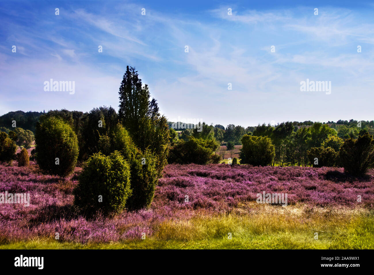 Landscape in Germany Lueneburger Heide Stock Photo - Alamy
