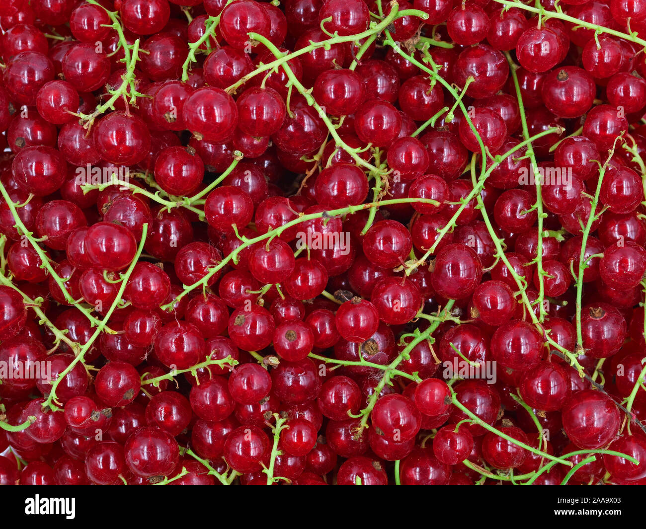 Red currant texture hi-res stock photography and images - Alamy