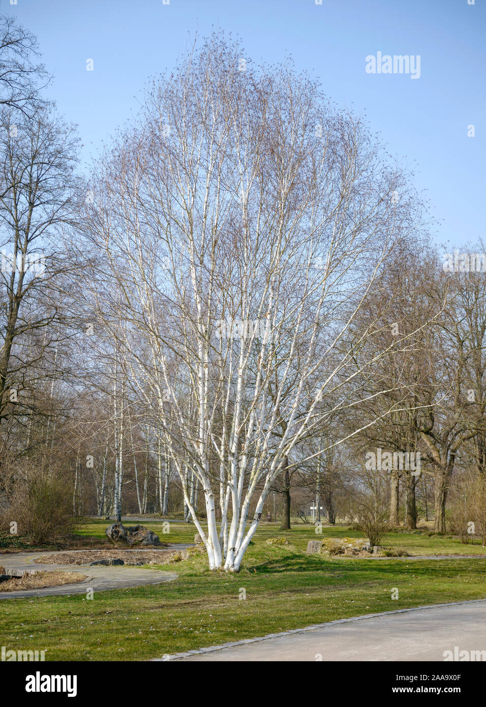 Betula utilis doorenbos hi-res stock photography and images - Alamy