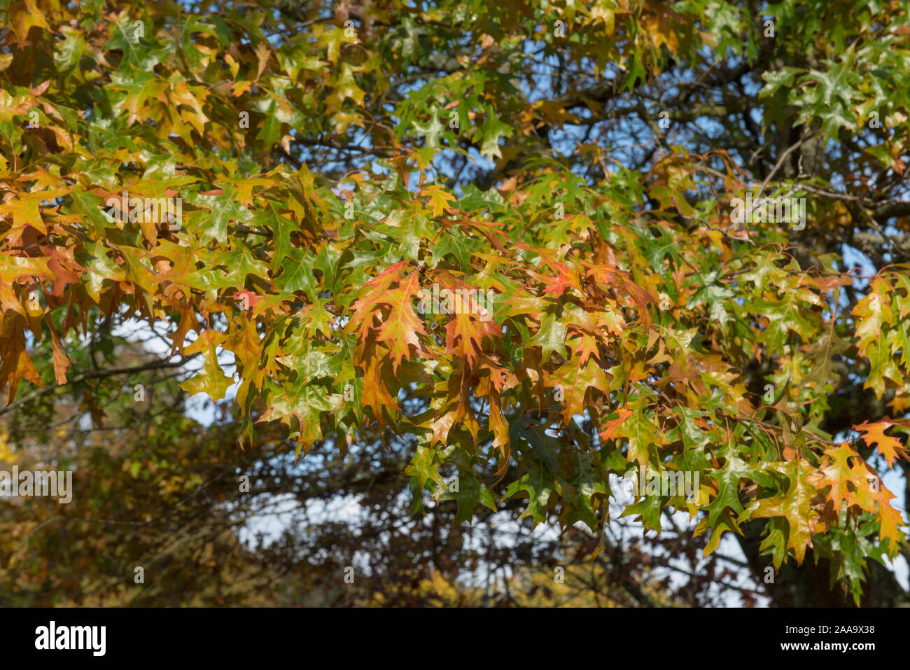 Colourful Autumn Leaves of the Pin Oak or Swamp Spanish Oak Tree ...