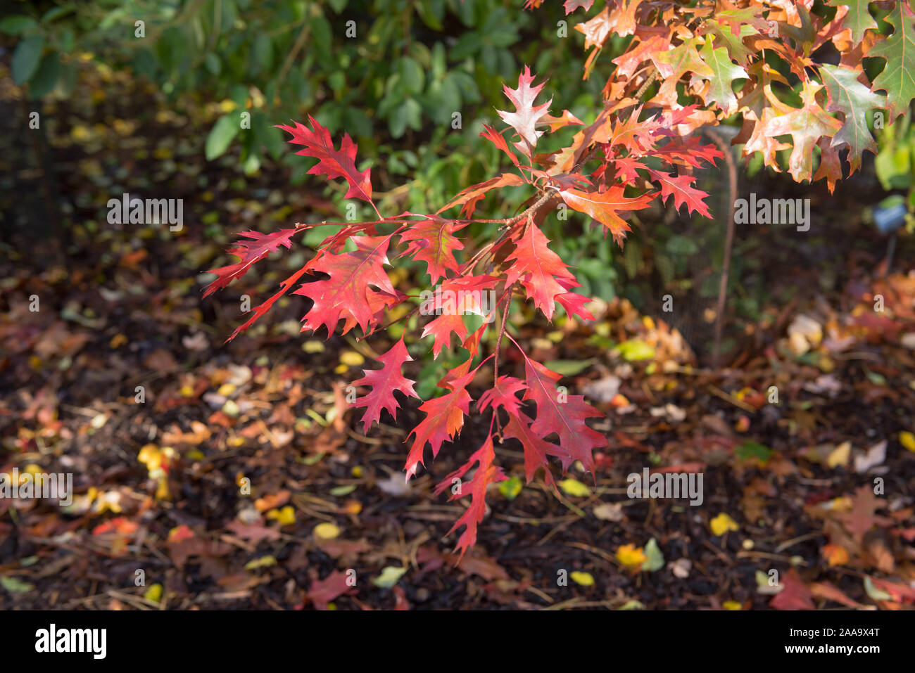 Spanish oak hi-res stock photography and images - Alamy