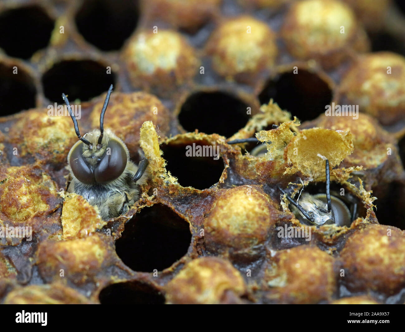 Honeybee larvae hi-res stock photography and images - Alamy