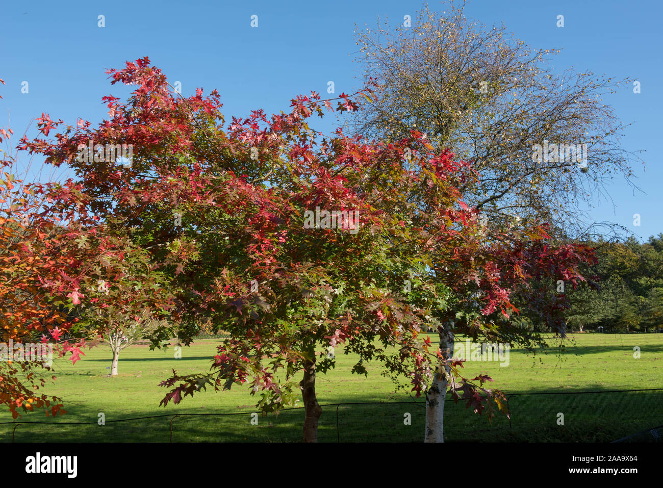 Colourful Autumn Leaves of the Pin Oak or Swamp Spanish Oak Tree ...