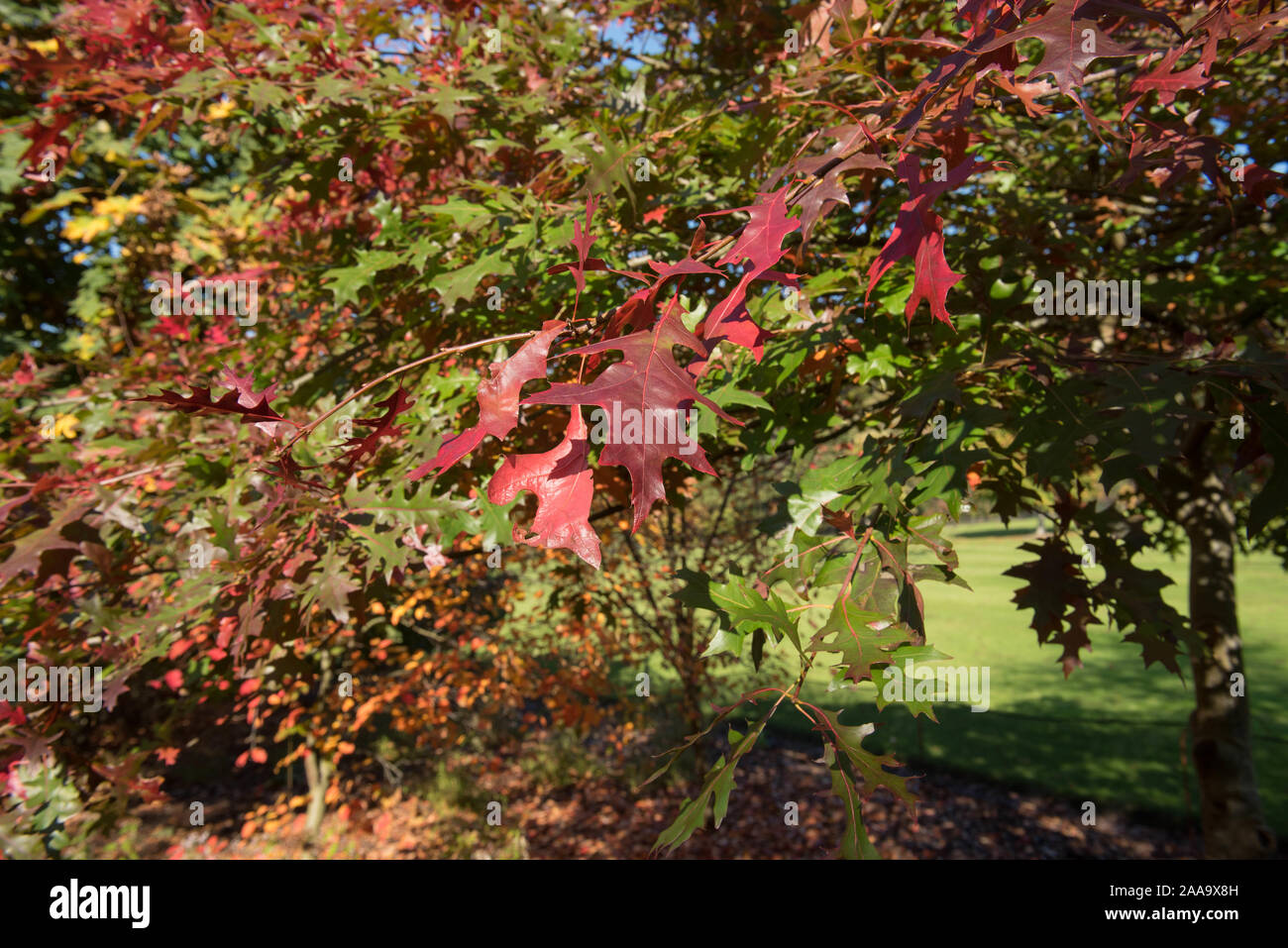 Colourful Autumn Leaves of the Pin Oak or Swamp Spanish Oak Tree ...