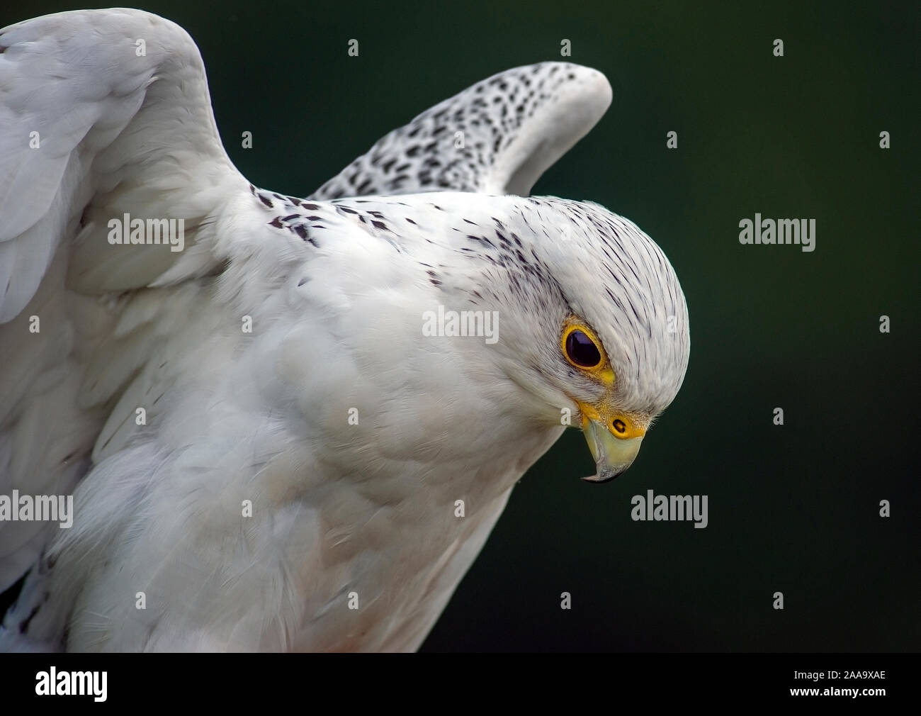 Gyrfalcon (Falco rusticolus) or Gyr falcon perched and stretching its ...
