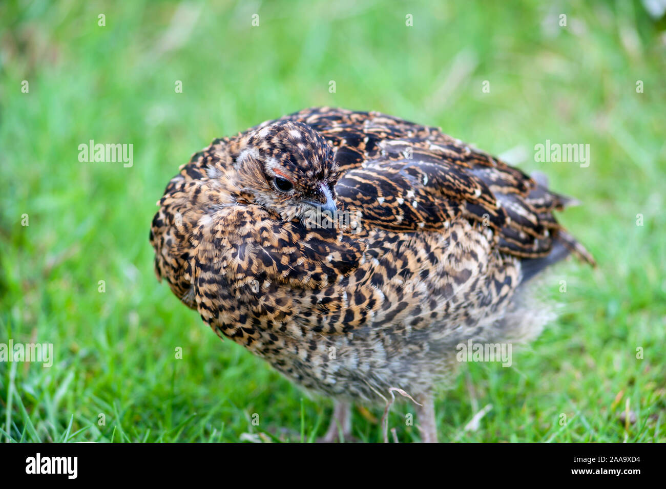 Young grouse hi-res stock photography and images - Alamy