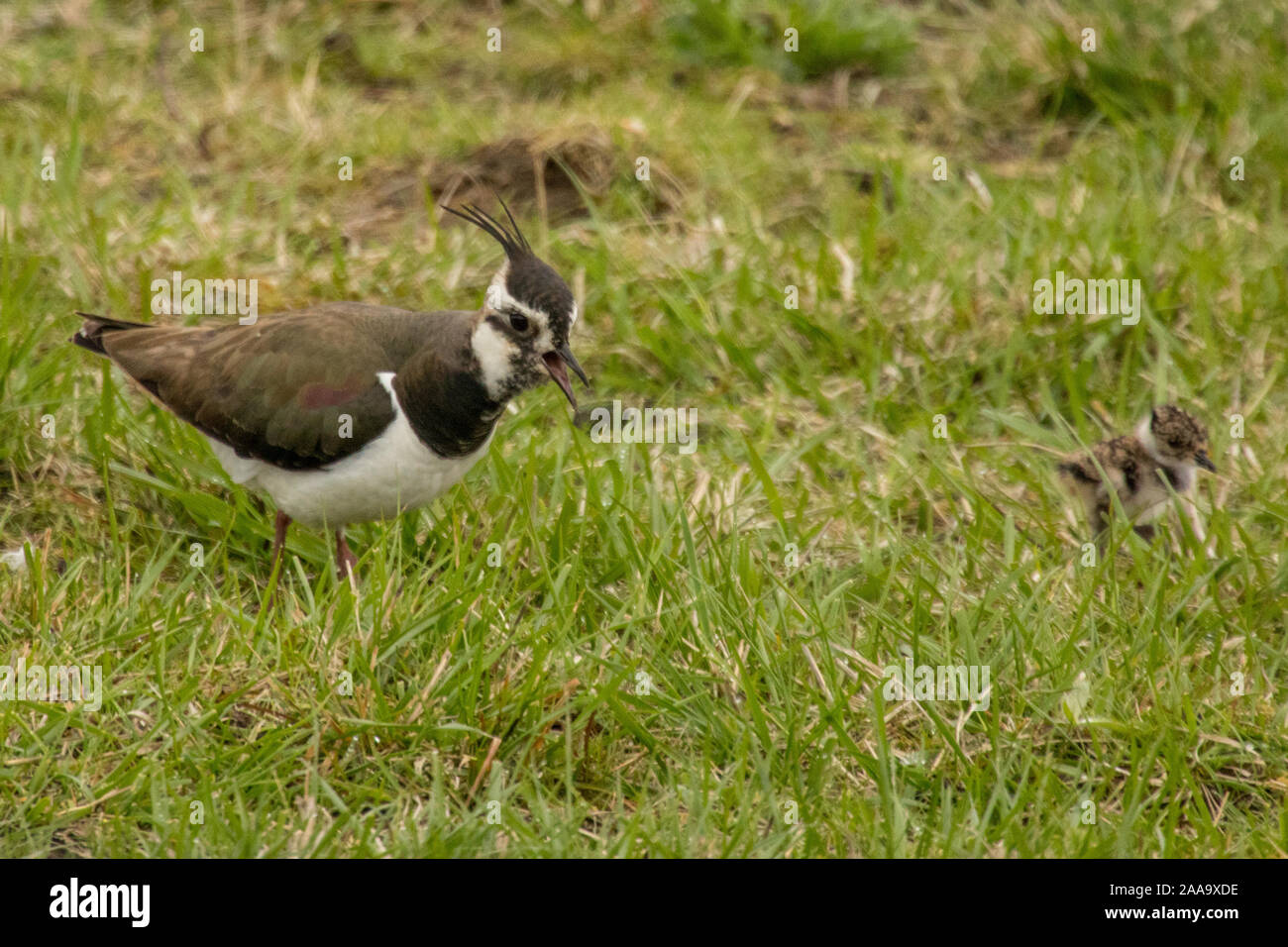 Kibitz hi-res stock photography and images - Alamy