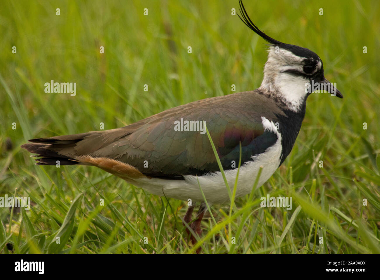 Kibitz hi-res stock photography and images - Alamy