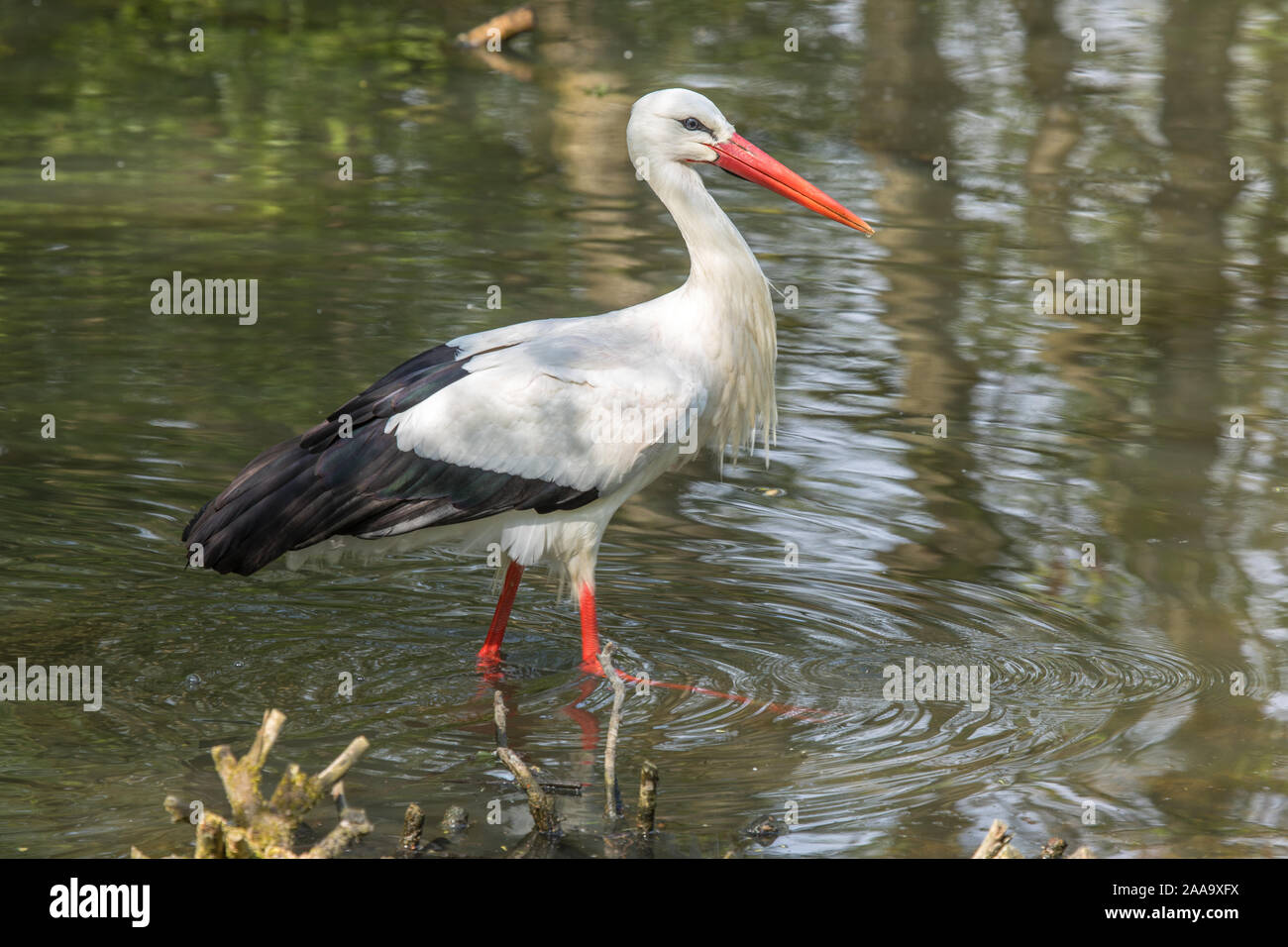 Zoo storch hi-res stock photography and images - Alamy