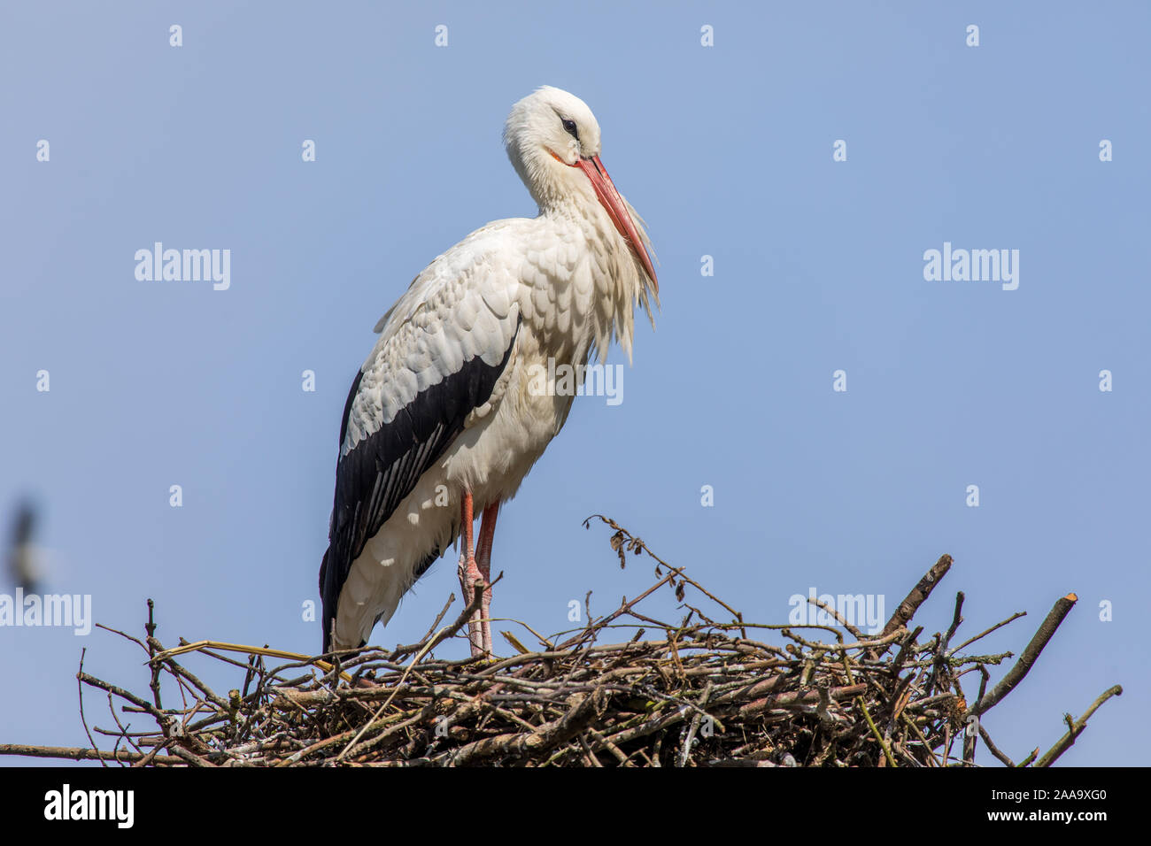 Zoo storch hi-res stock photography and images - Alamy