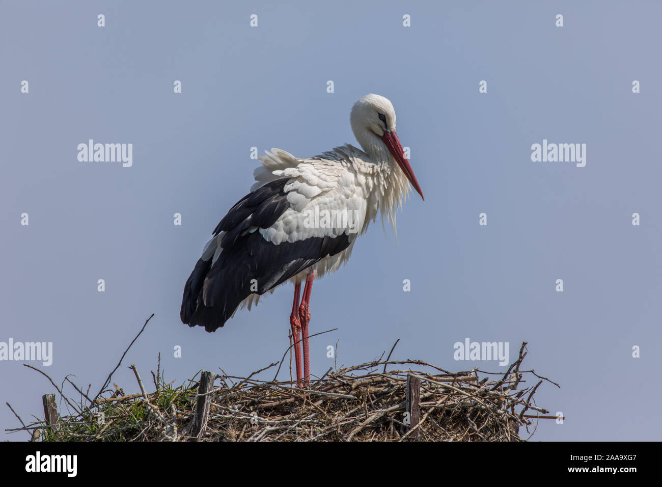 Zoo storch hi-res stock photography and images - Alamy