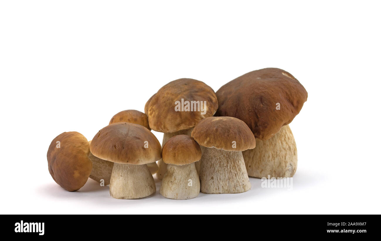 Porcini, Boletus edulis, in front of white background Stock Photo - Alamy