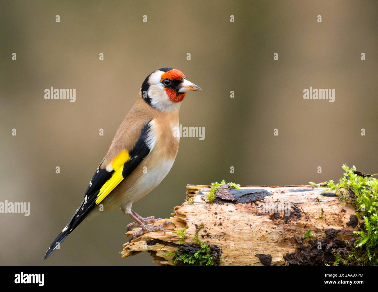 Gold finch hi-res stock photography and images - Alamy