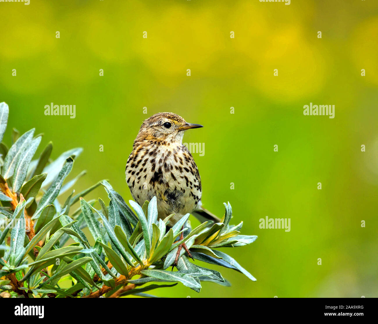Pipit plant hi-res stock photography and images - Alamy