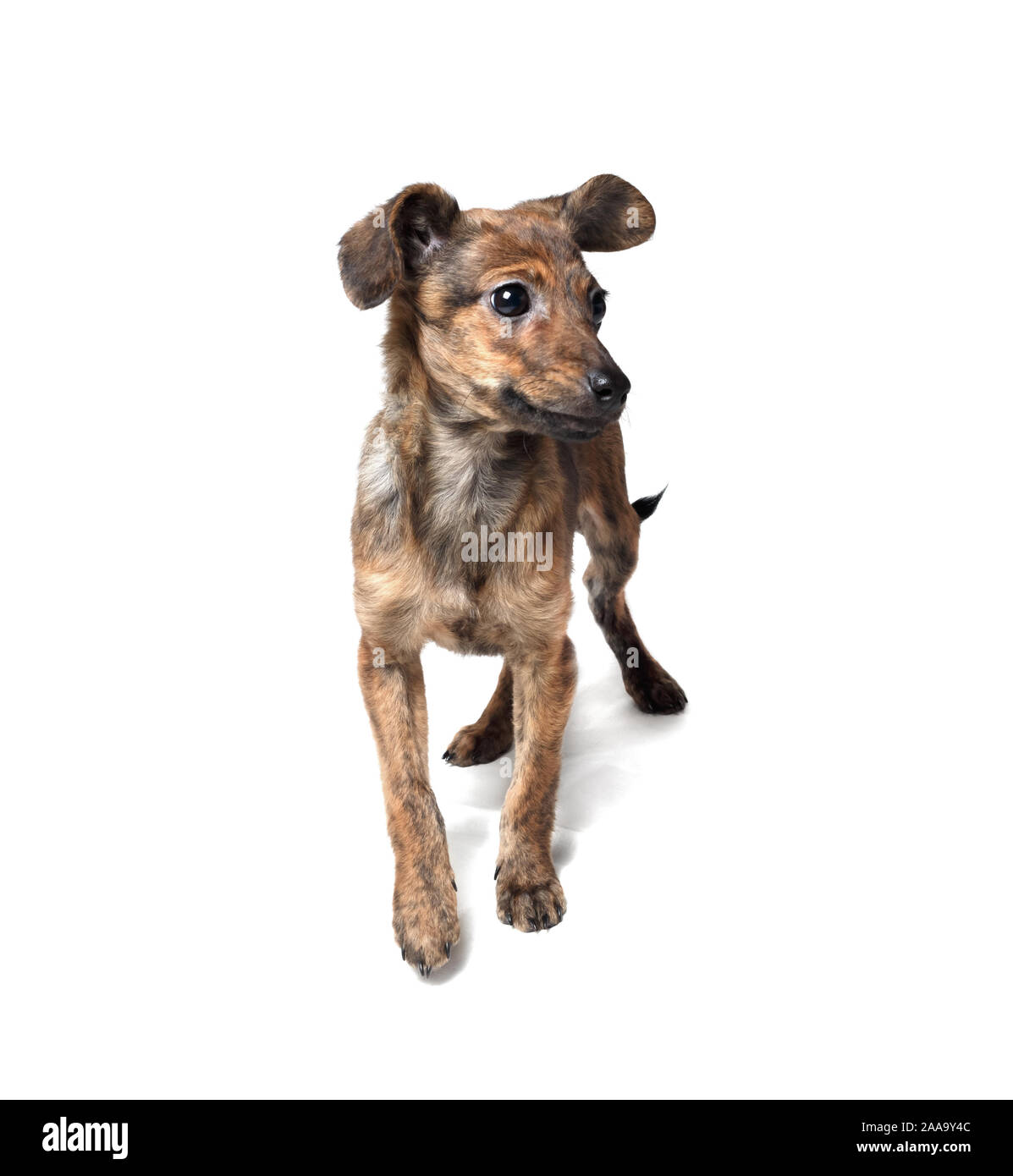 Brown puppy dog standing. Isolated on white background Stock Photo - Alamy