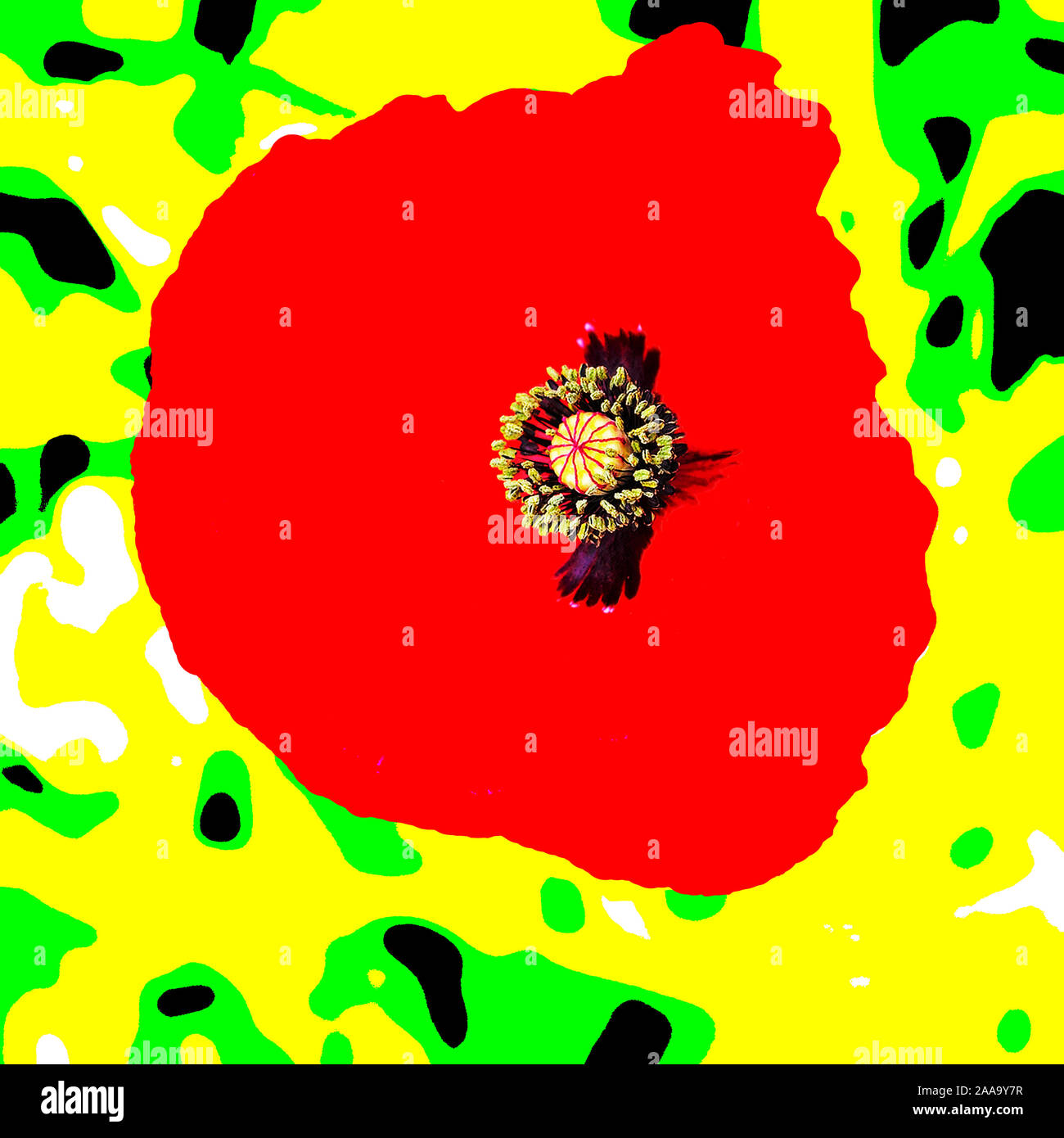 Bright Red Roppy, also know as a Corn Poppy, Shirley Poppy or Flanders ...