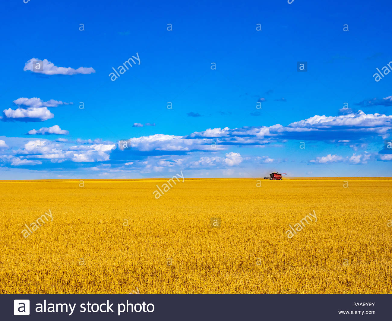 Wheat Field Prairies Alberta High Resolution Stock Photography and ...