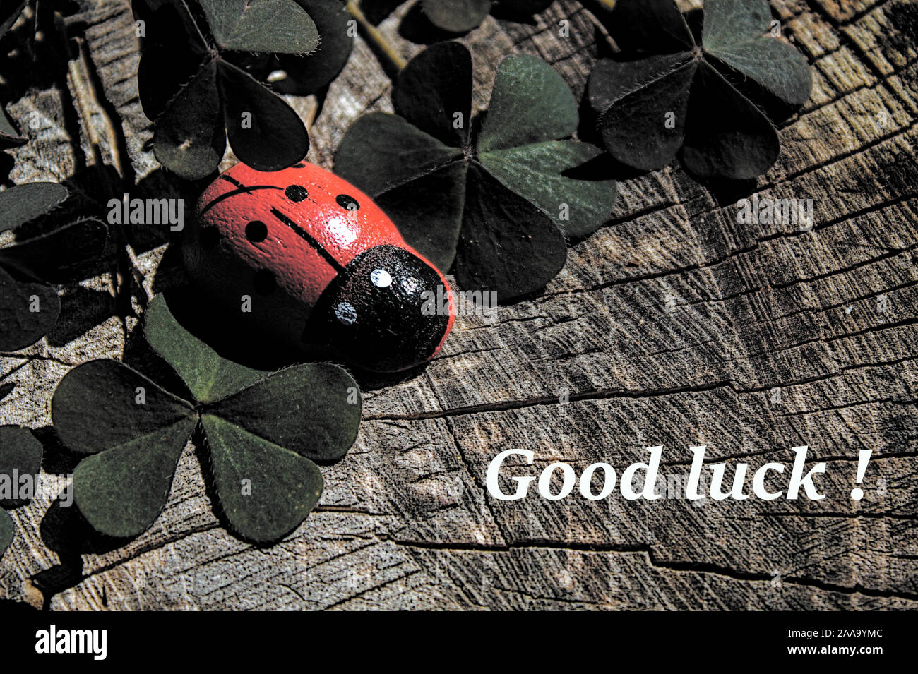 The picture shows good luck wishes with clover and a ladybird Stock ...