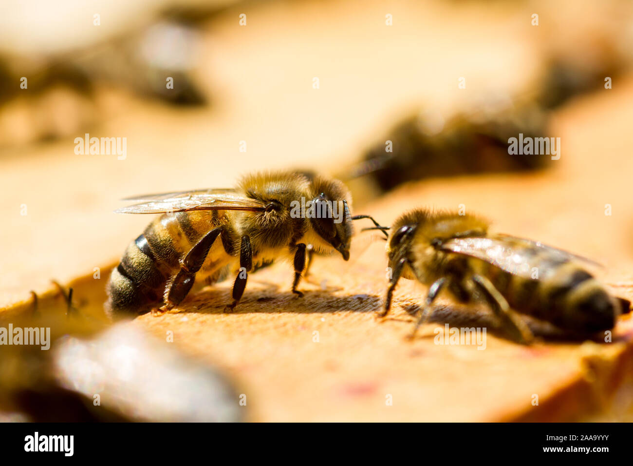 Woman swarm bees hi-res stock photography and images - Alamy