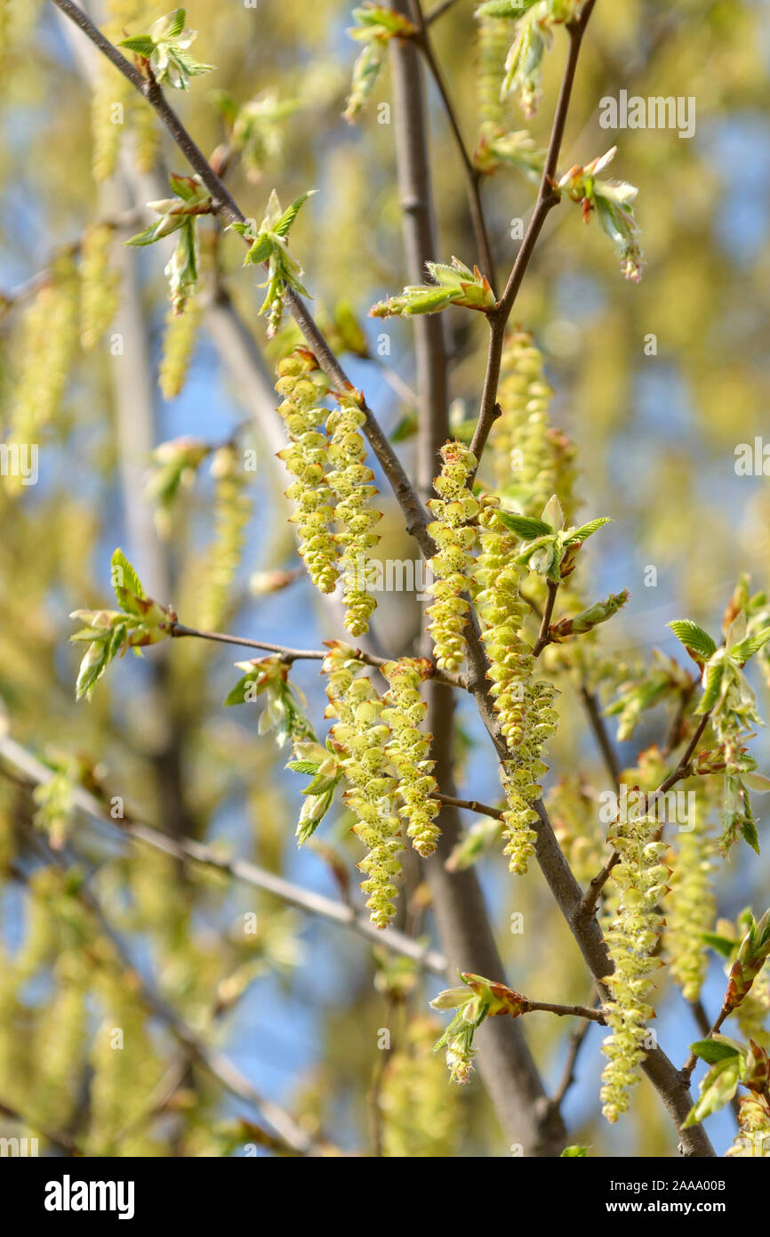 Hainbuche (Carpinus betulus Stock Photo - Alamy