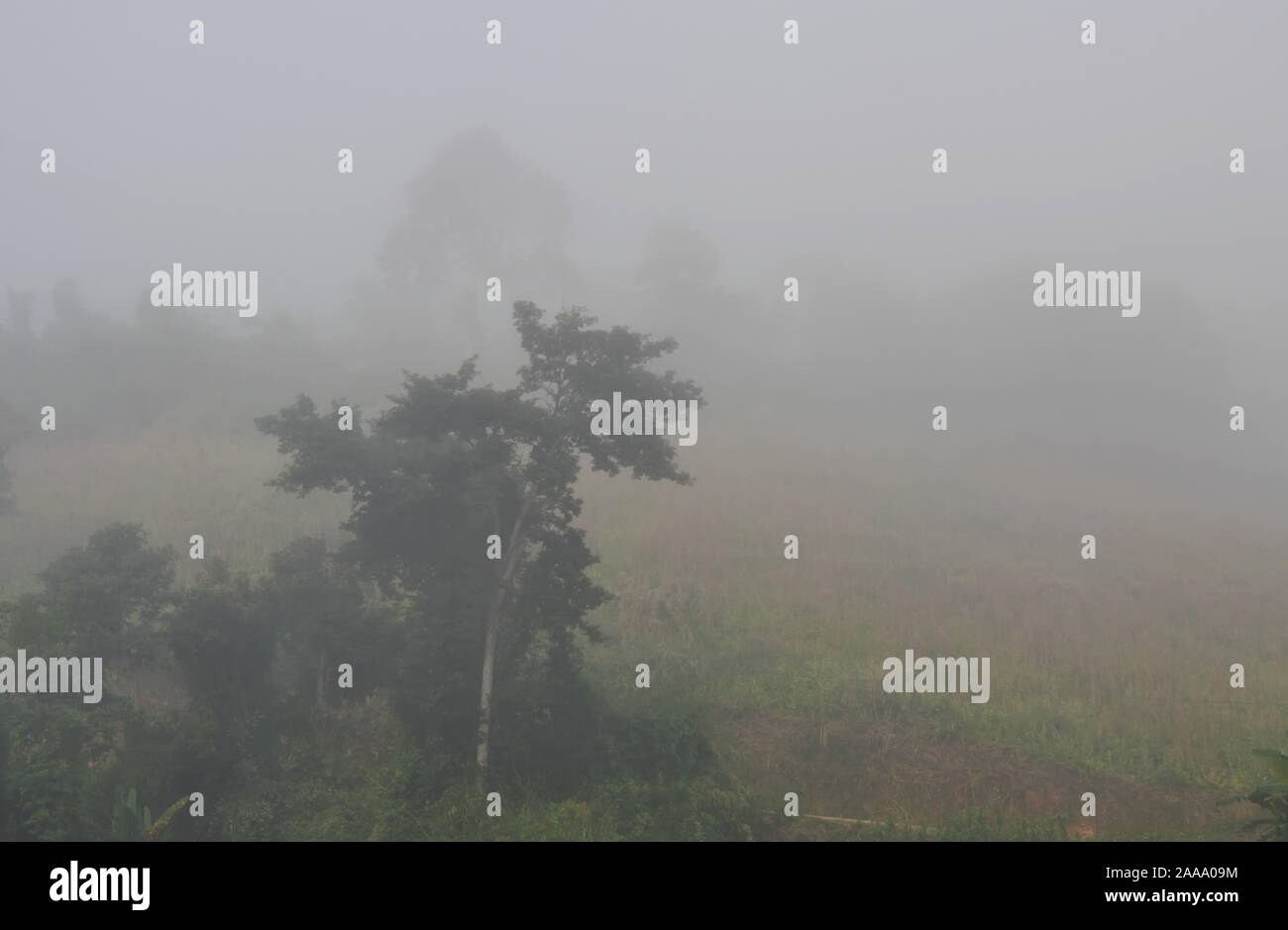 big tree cover by heavy mist in Thailand winter morning Stock Photo - Alamy
