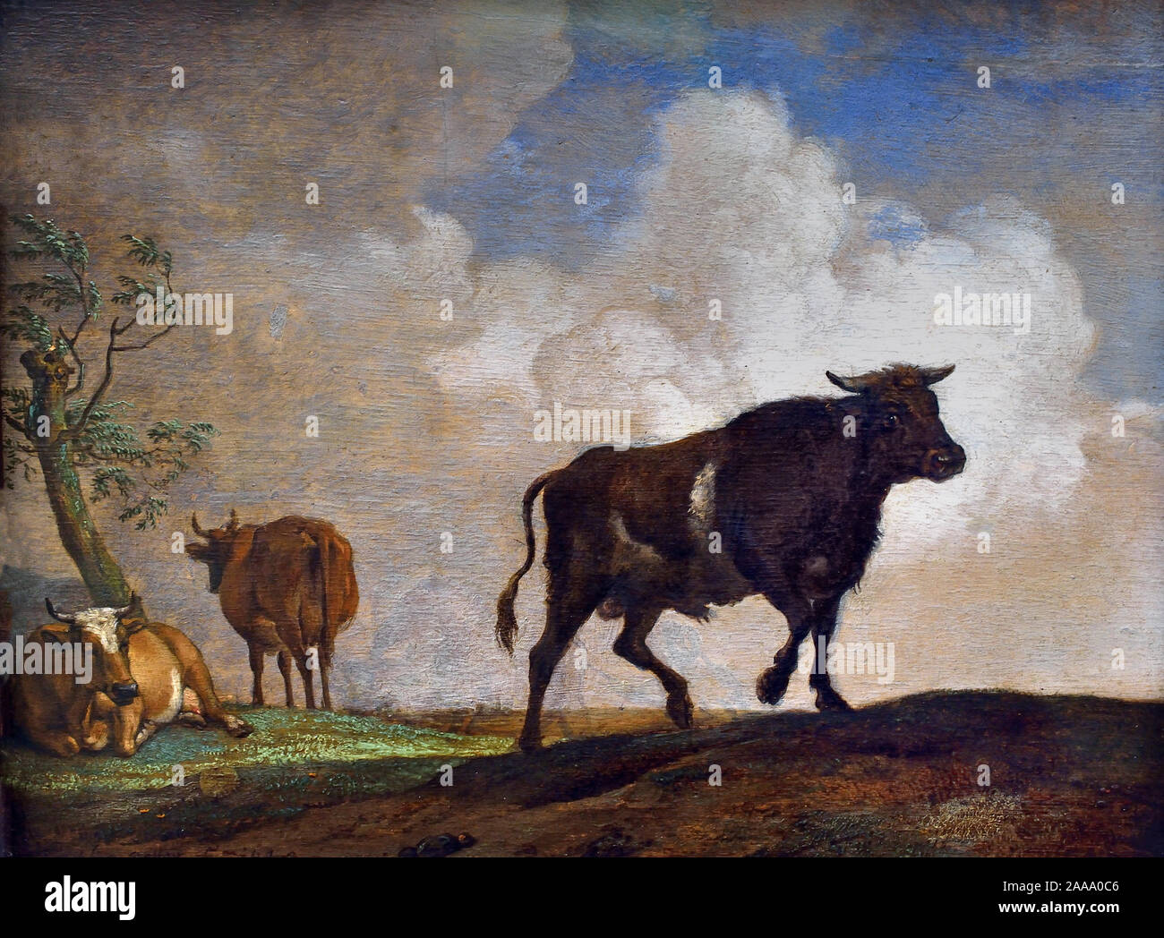 The Bull 1649 Paulus POTTER, 1625 - 1654. Dutch,The Netherlands Stock ...