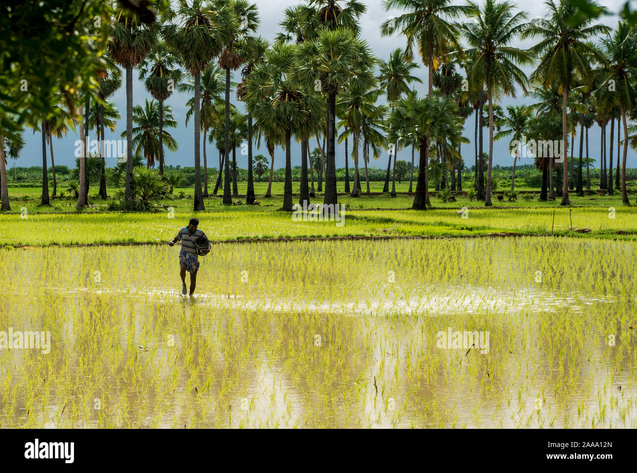 A farmer broadcasting urea fertiliser mixture in a Tamilnadu Rice field ...