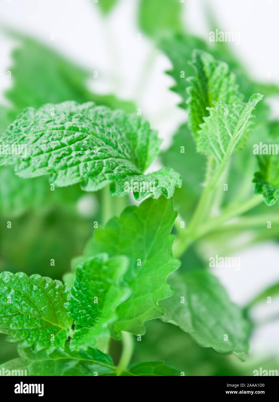 Leaves of bee balm hi-res stock photography and images - Alamy