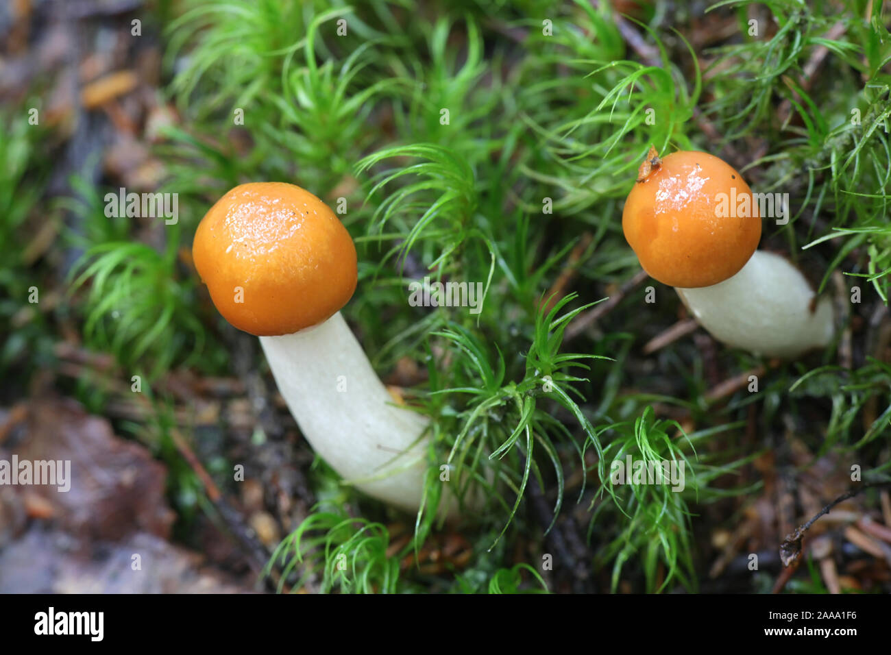 Cortinarius collinitus, known as the Blue-Girdled Webcap, wild cortinar ...