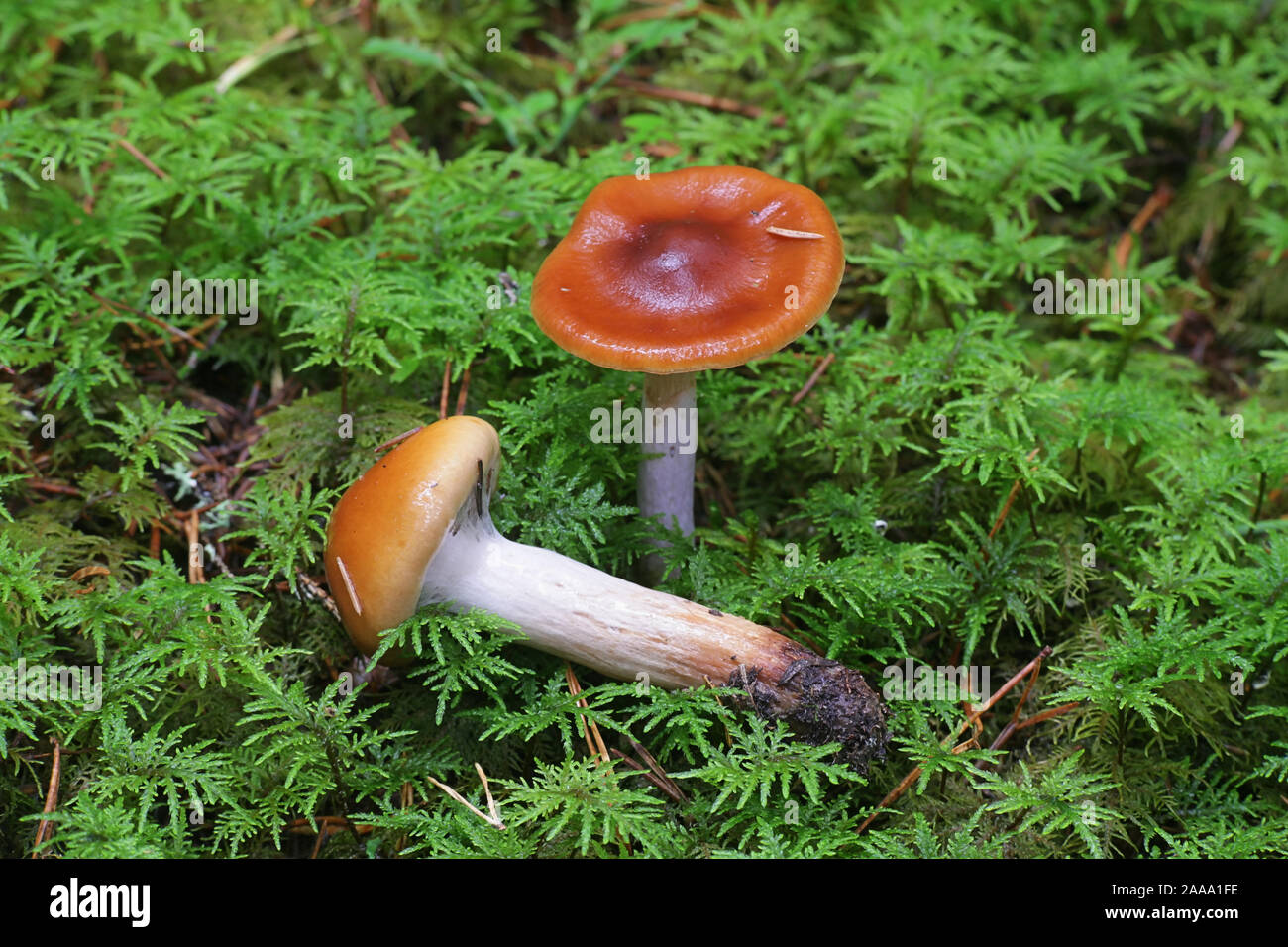 Cortinarius collinitus, known as the Blue-Girdled Webcap, wild mushroom ...