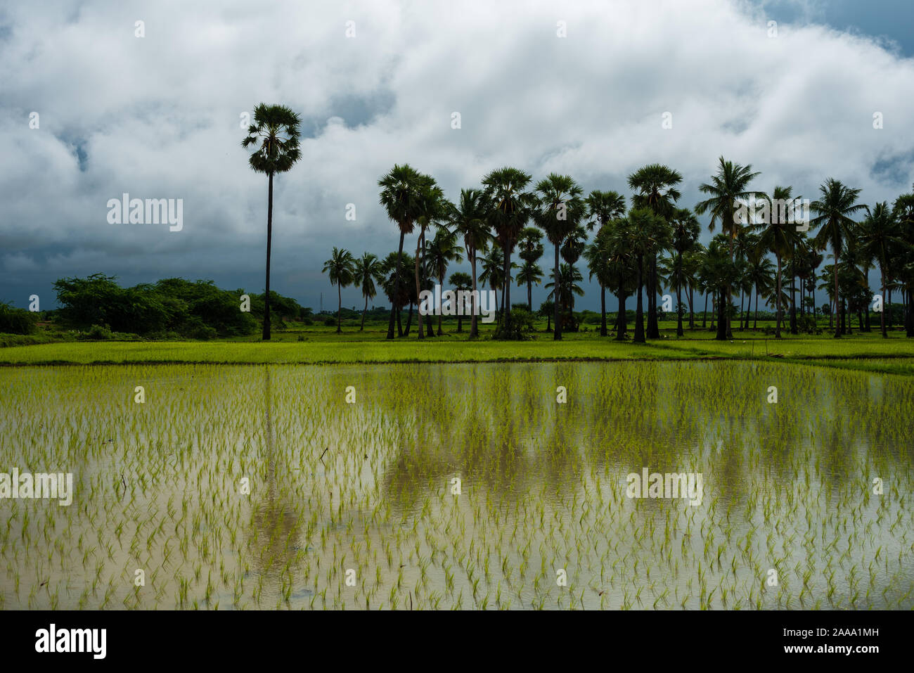 Tamilnadu paddy field hi-res stock photography and images - Alamy