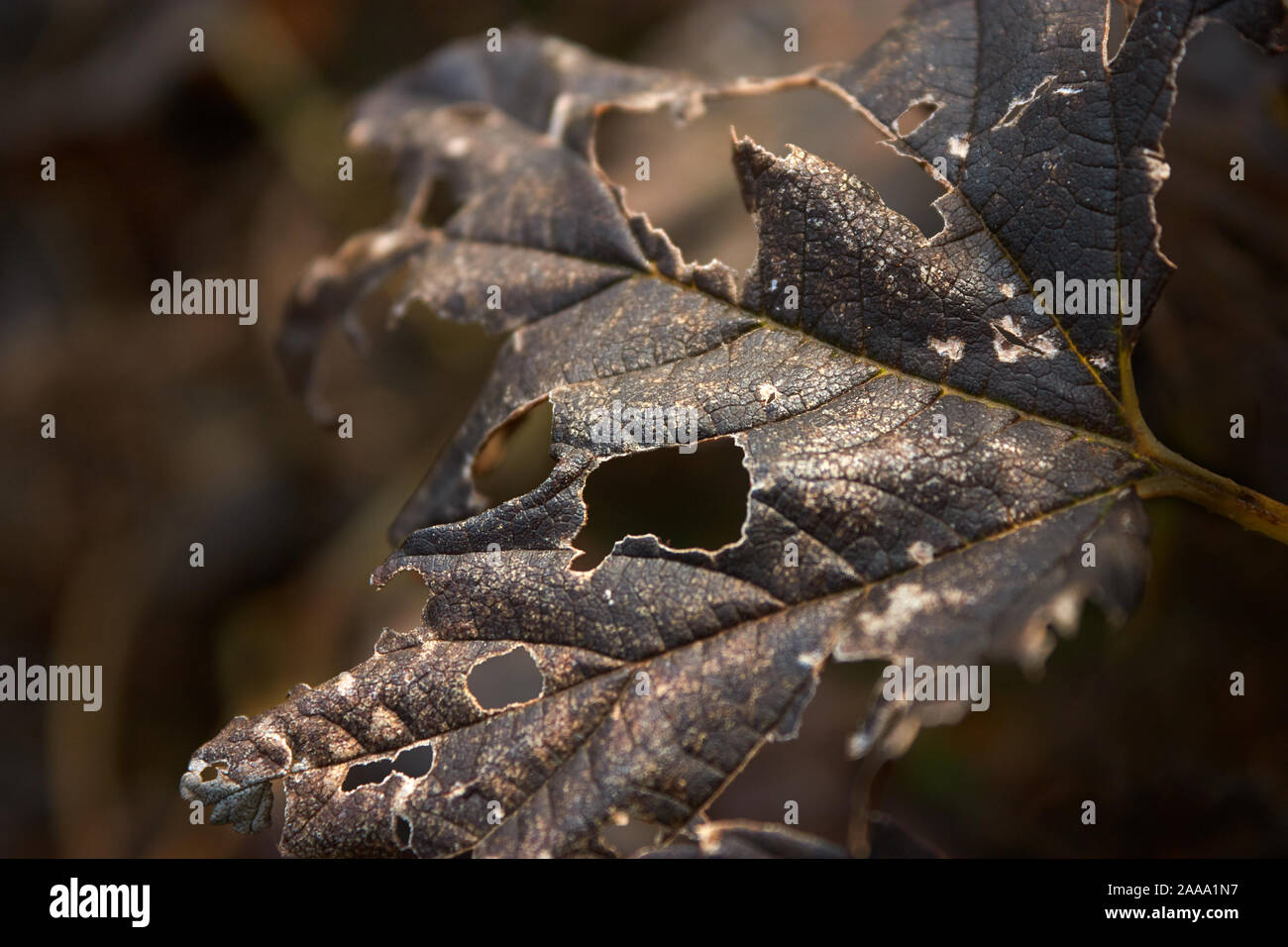 Plant damaged by insects hi-res stock photography and images - Alamy
