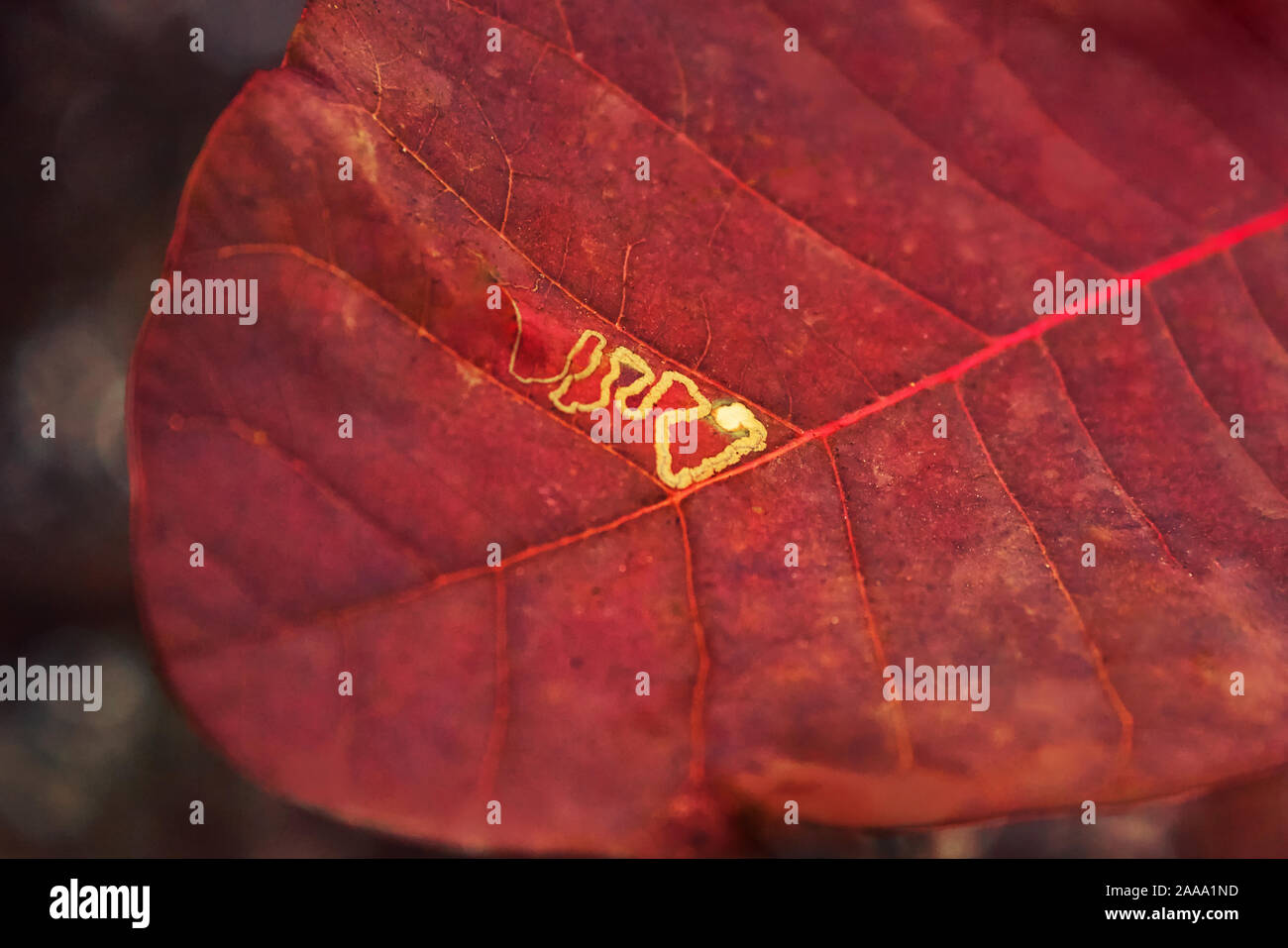 Plant damaged by insects hi-res stock photography and images - Alamy