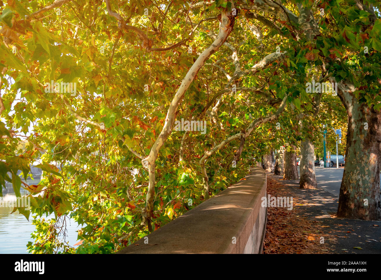 Sycamore Tree alley along the embankment of the Tiber River. Rome ...