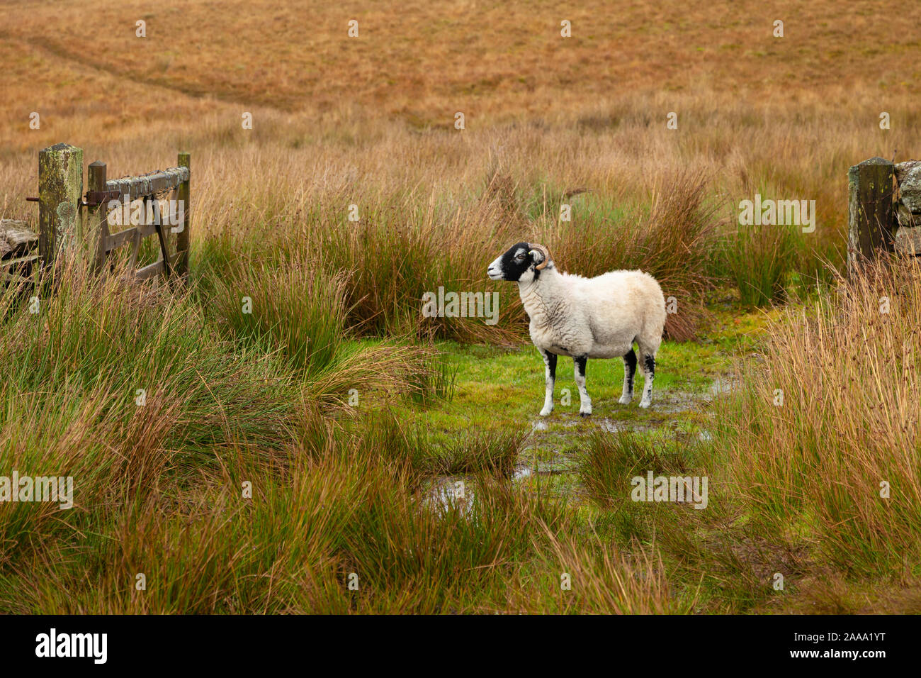 A single sheep near a farm gate near Dent Yorkshire Stock Photo - Alamy