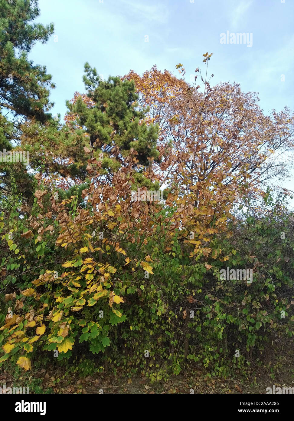 Nature background - group of trees and a bush in arrangement ...