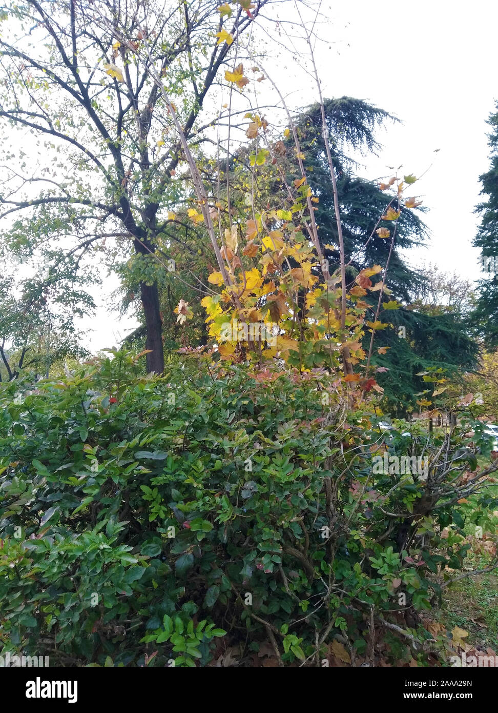 Nature background - group of trees and a bush in arrangement ...