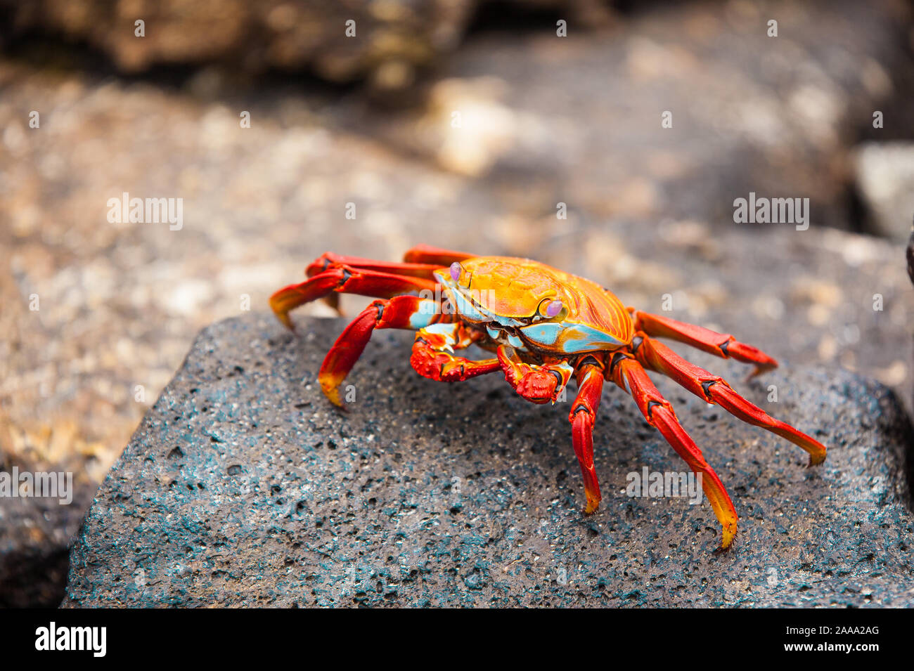 Grapsus grapsus (Sally Lightfoot Crab) on the Galapagos Islands Stock ...