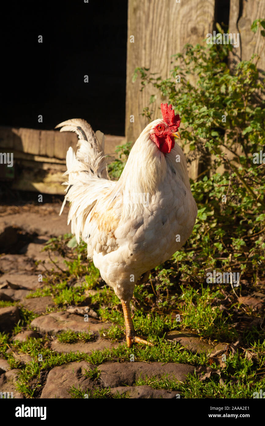 Chicken rooster hi-res stock photography and images - Alamy