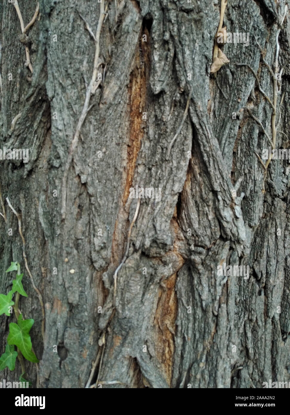 Nature background - tree trunk texture - Ustanicka, Konjarnik, Vozdovac ...