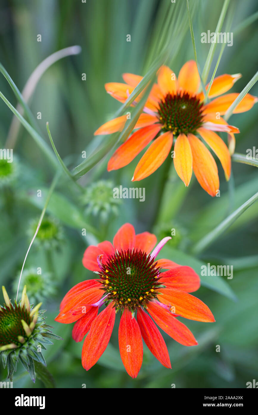 Colorful coneflower (Echinacea) blooms in the garden Stock Photo - Alamy