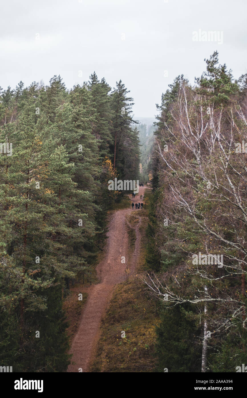 Nature Hiking Wooden Trail in Forest With Trees From Above in Autumn ...