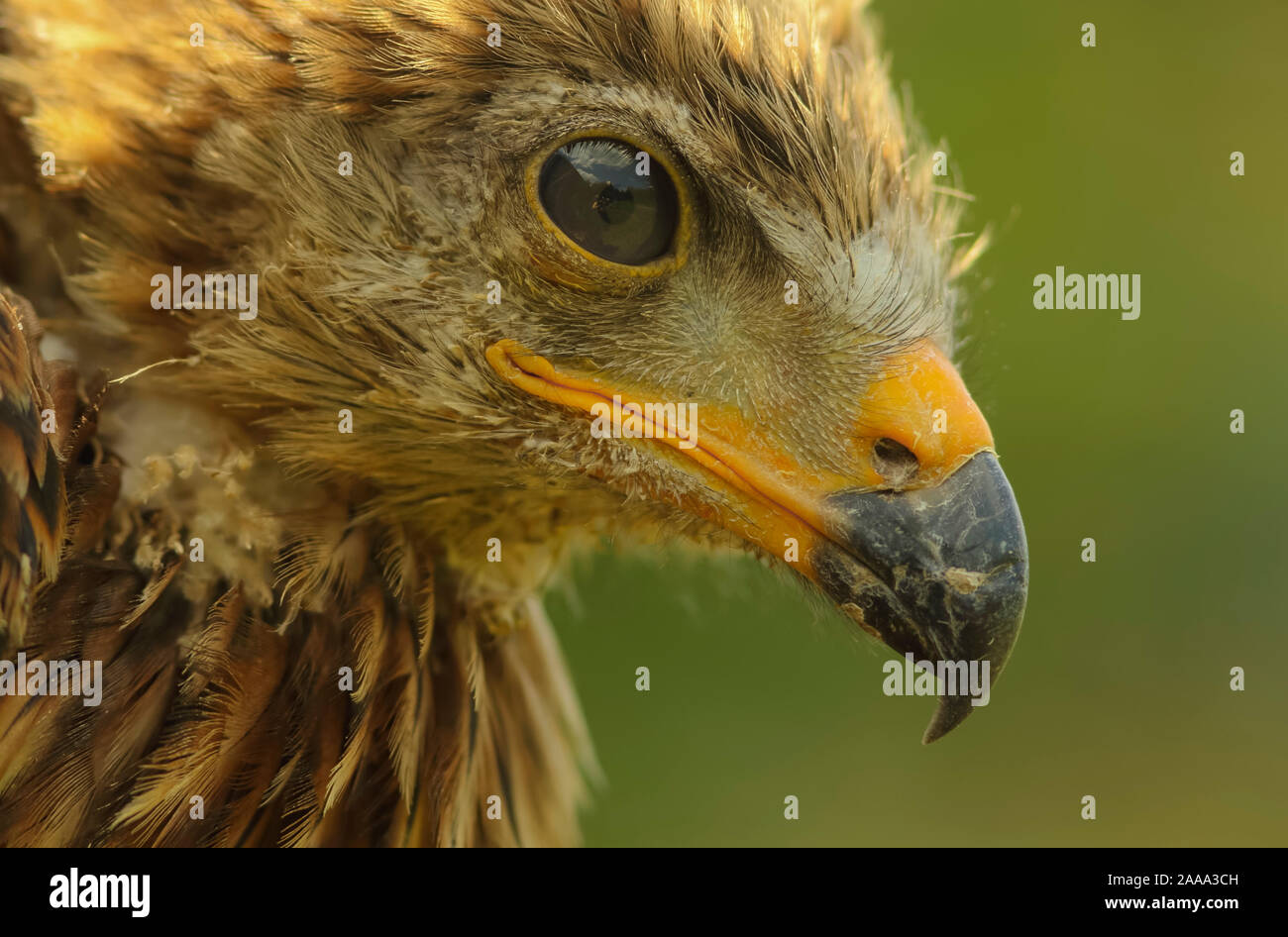 Red Kite Close up Portrait Stock Photo - Alamy