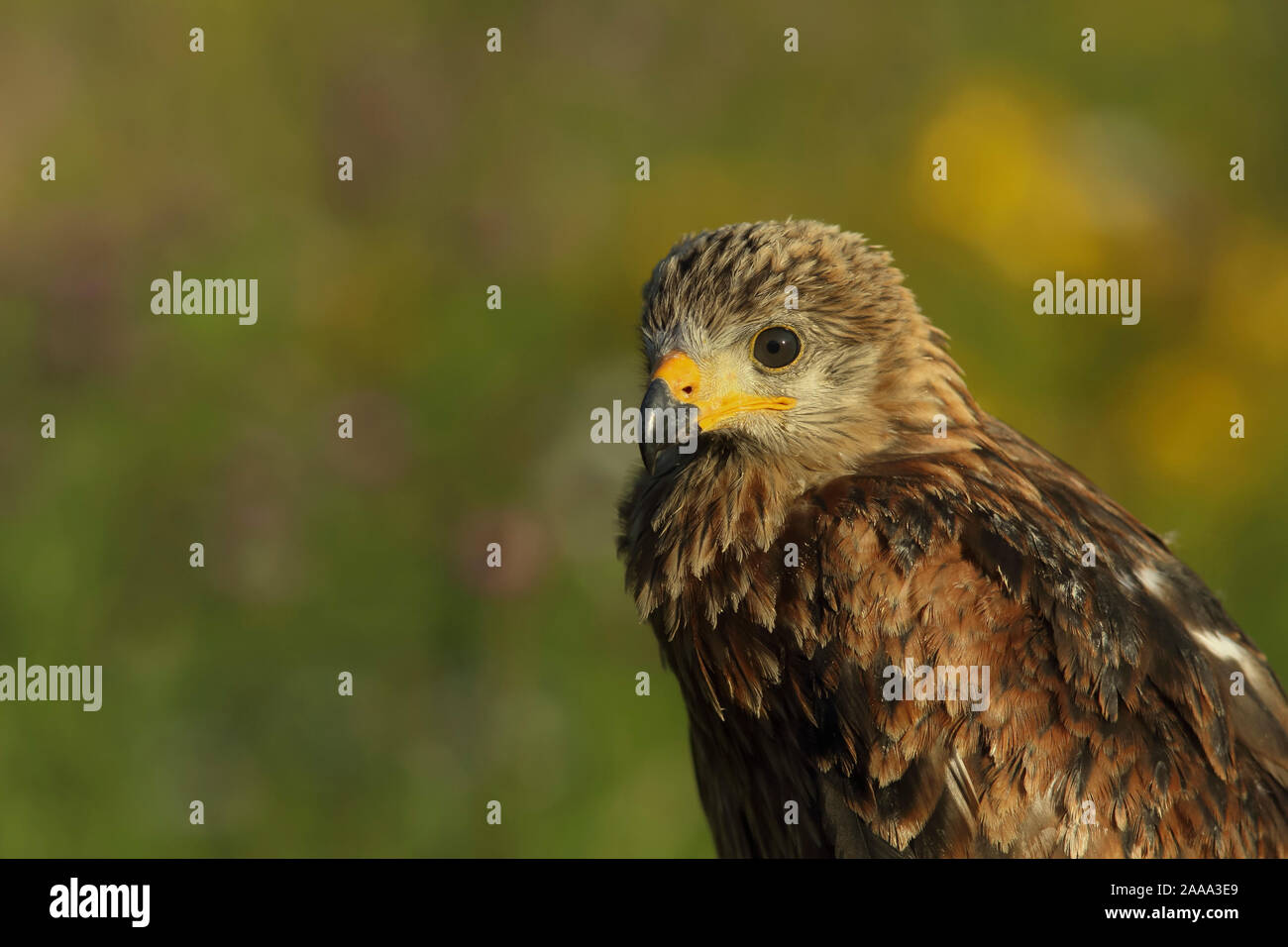 Red Kite Portrait in a Flower Field Stock Photo - Alamy
