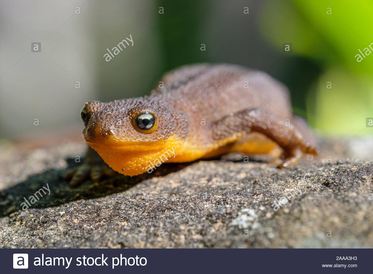 Roughskin Newt High Resolution Stock Photography and Images - Alamy
