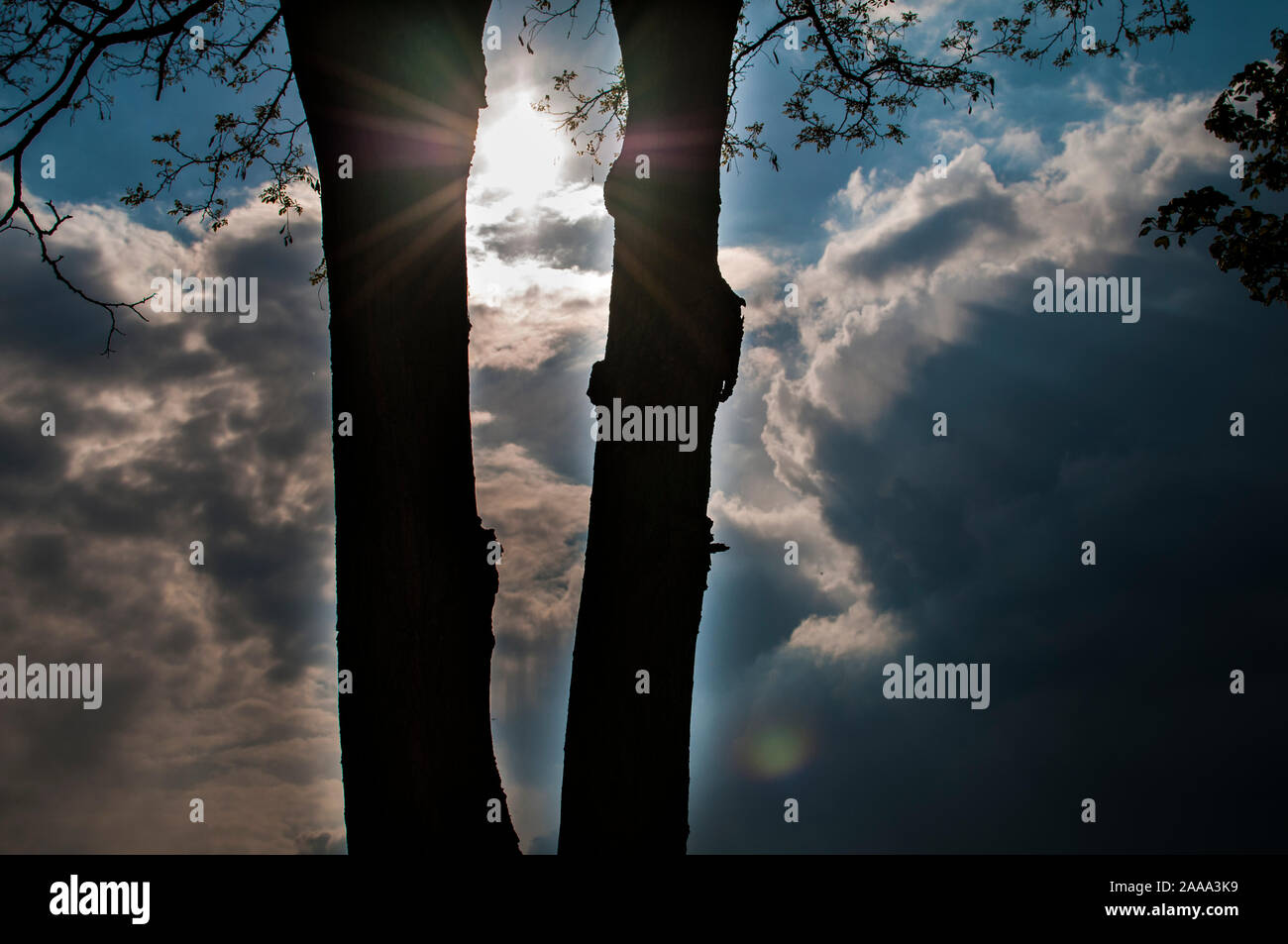Sun and clouds between two trees Stock Photo - Alamy