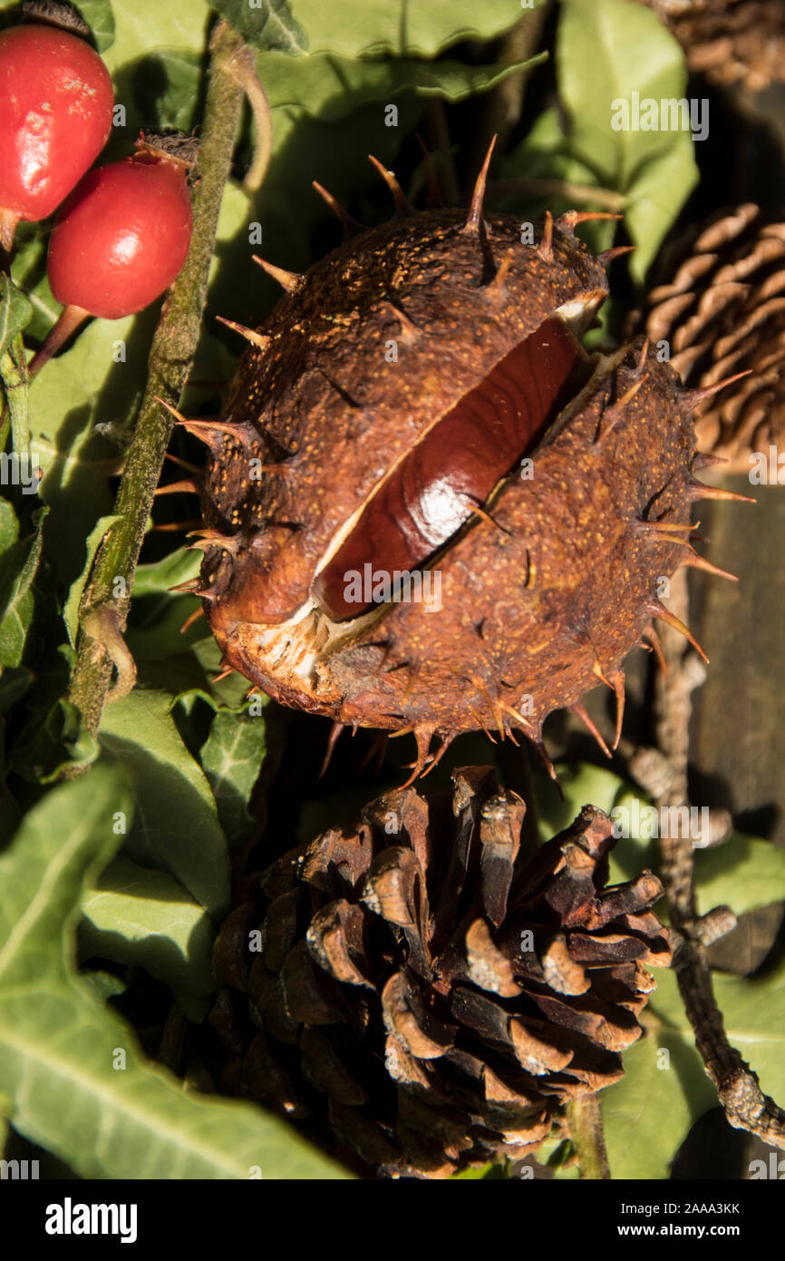 Chestnut in autumn in its shell slightly burst open Stock Photo - Alamy