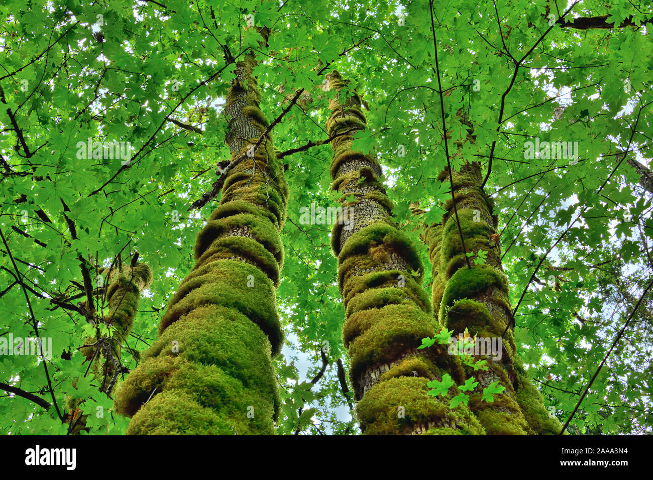 Green tree moss growing high up the trunks of a stand of trees on the ...