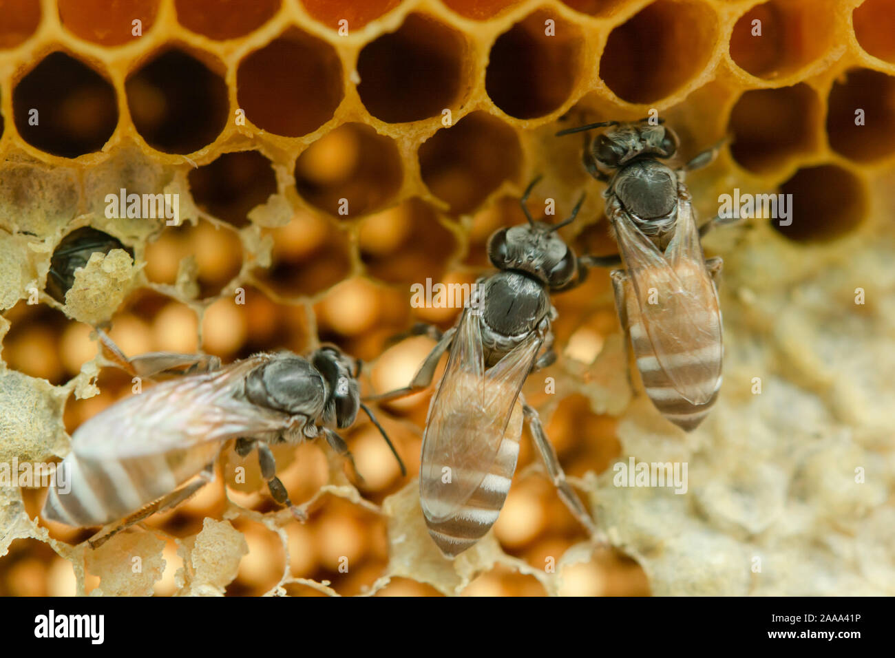 Macro of working bees on honeycomb, Background hexagon texture Stock Photo - Alamy